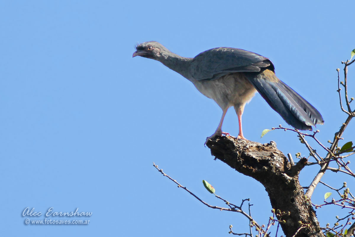 Charata / Chaco Chachalaca