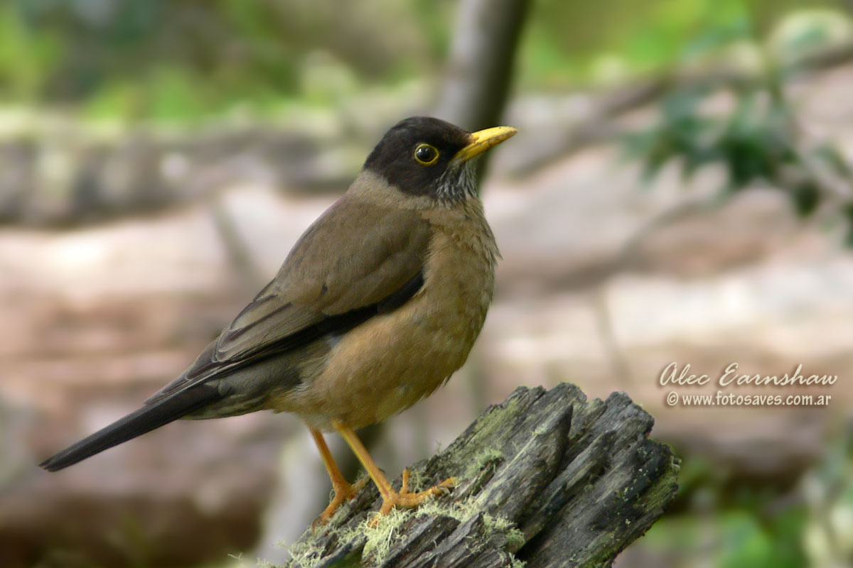 Zorzal Patagónico / Austral Thrush